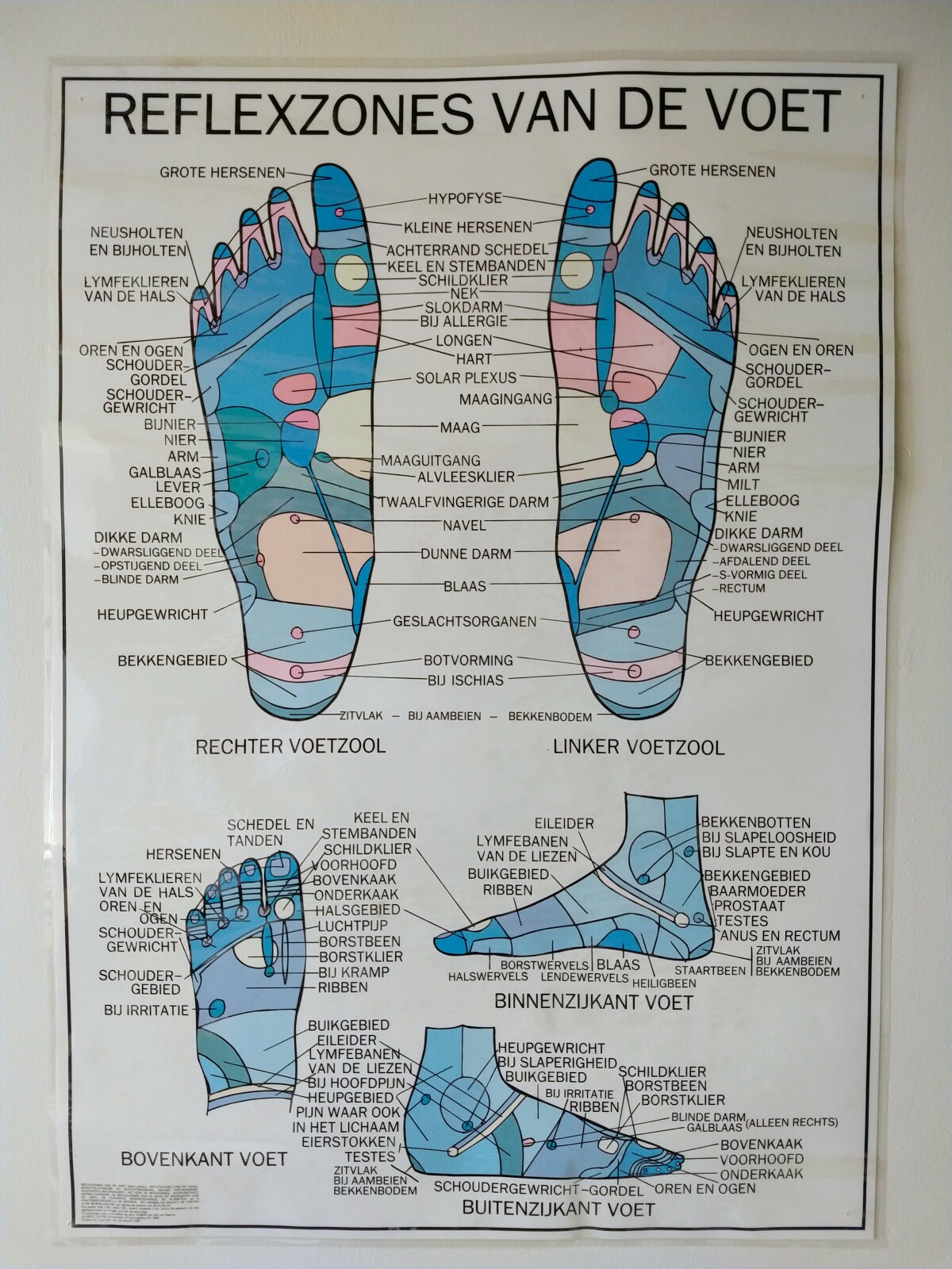 Joyce Van Eijndt - Voetspoor | Belgische Massage Federatie